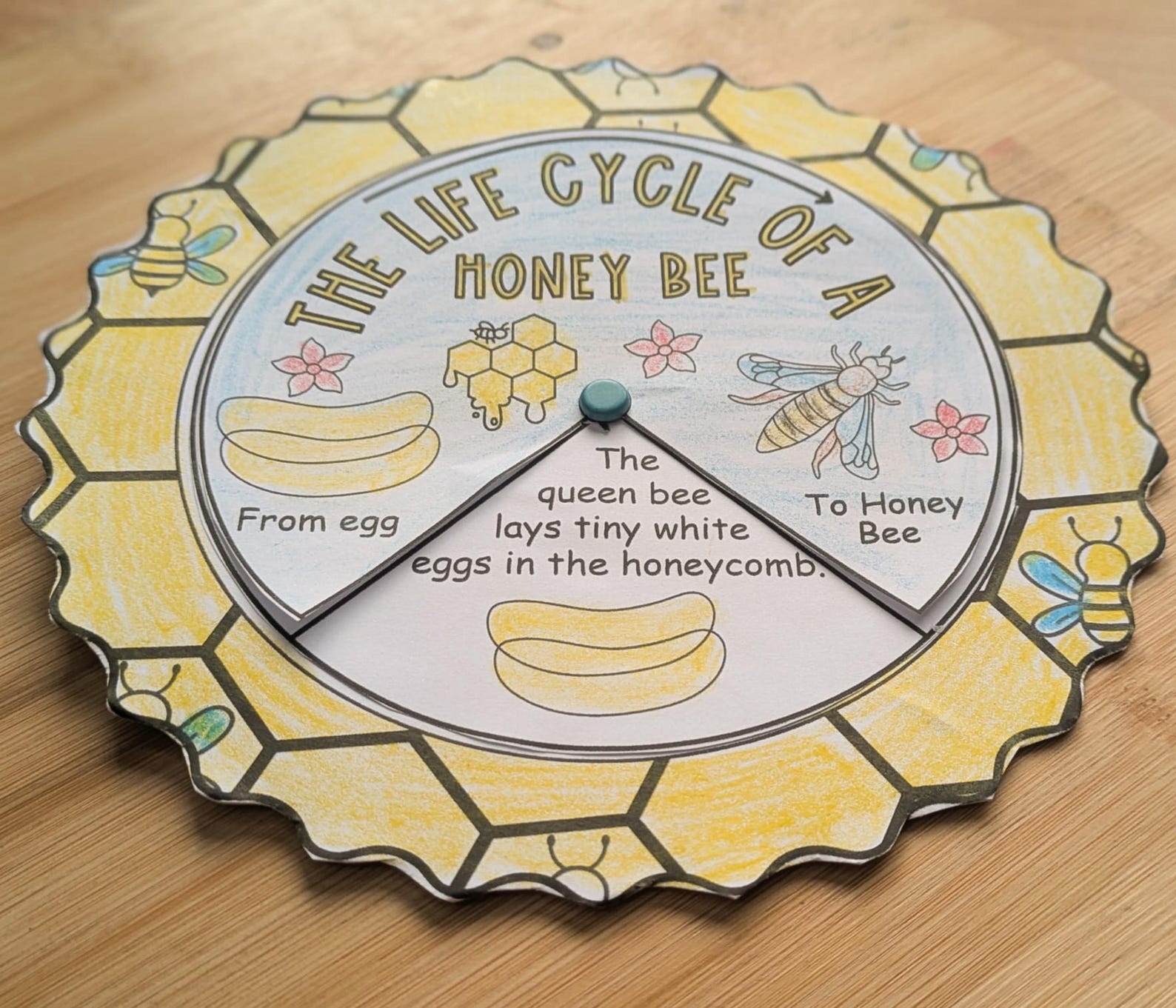 Life Cycle of a Honey Bee Wheel, Homeschool Science Unit Study ...
