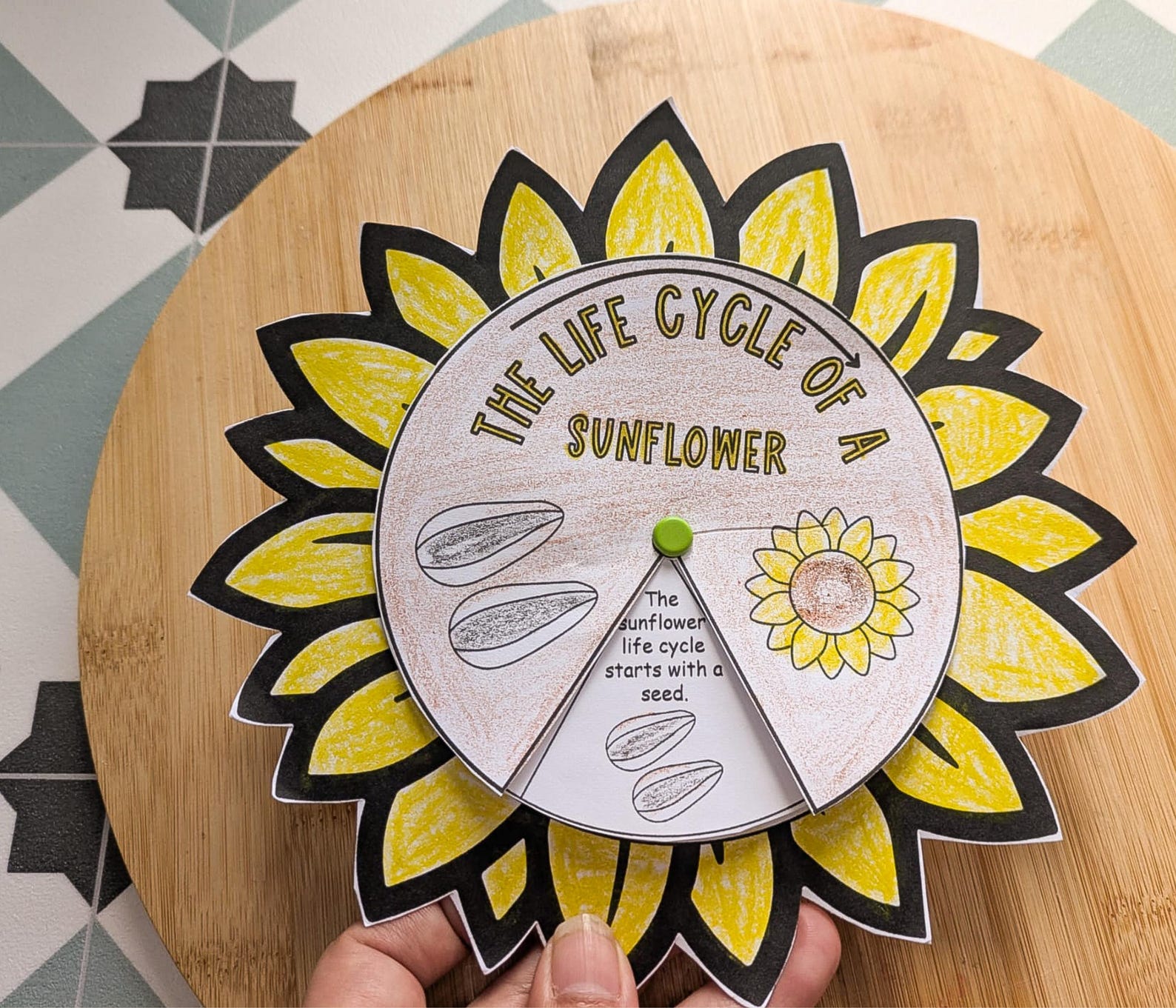 Life Cycle of a Sunflower Plant Spinner Wheel, Sequence Activity for ...