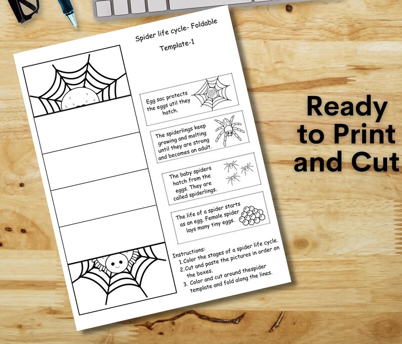 Life Cycle of a Spider Foldable Activity, Homeschool Science Unit ...
