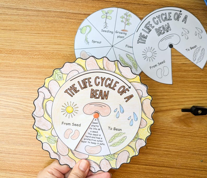 Life Cycle of a Bean Plant Spinner Wheel, Sequence Activity for ...