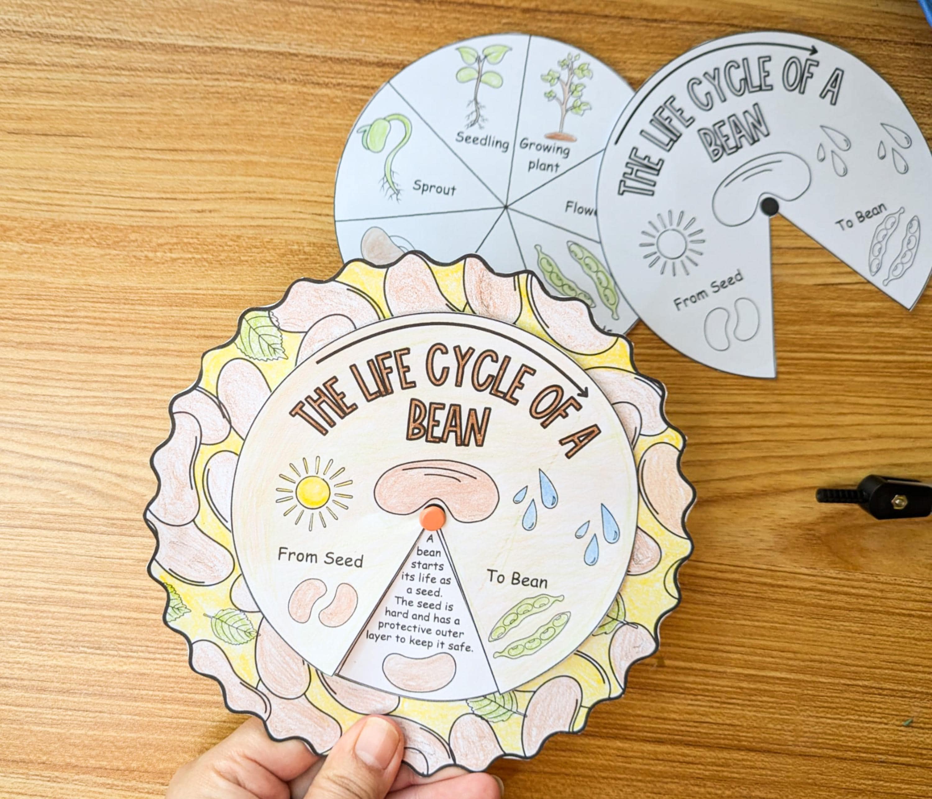 Life Cycle of a Bean Plant Spinner Wheel, Sequence Activity for ...