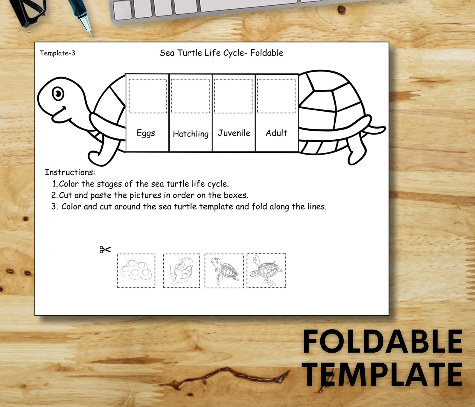 Life Cycle of a Sea Turtle Foldable Activity, Homeschool Science Unit ...