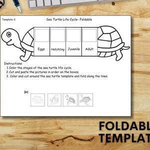 Life Cycle of a Sea Turtle Foldable Activity, Homeschool Science Unit ...