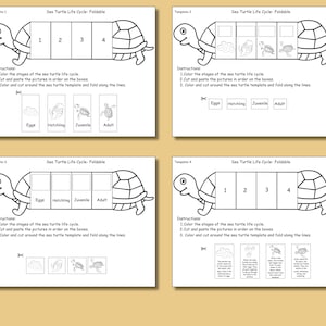Life Cycle of a Sea Turtle Foldable Activity, Homeschool Science Unit ...