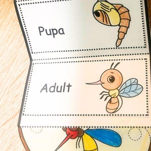 Life Cycle of a Mosquito Foldable Activity, Homeschool Science Unit ...