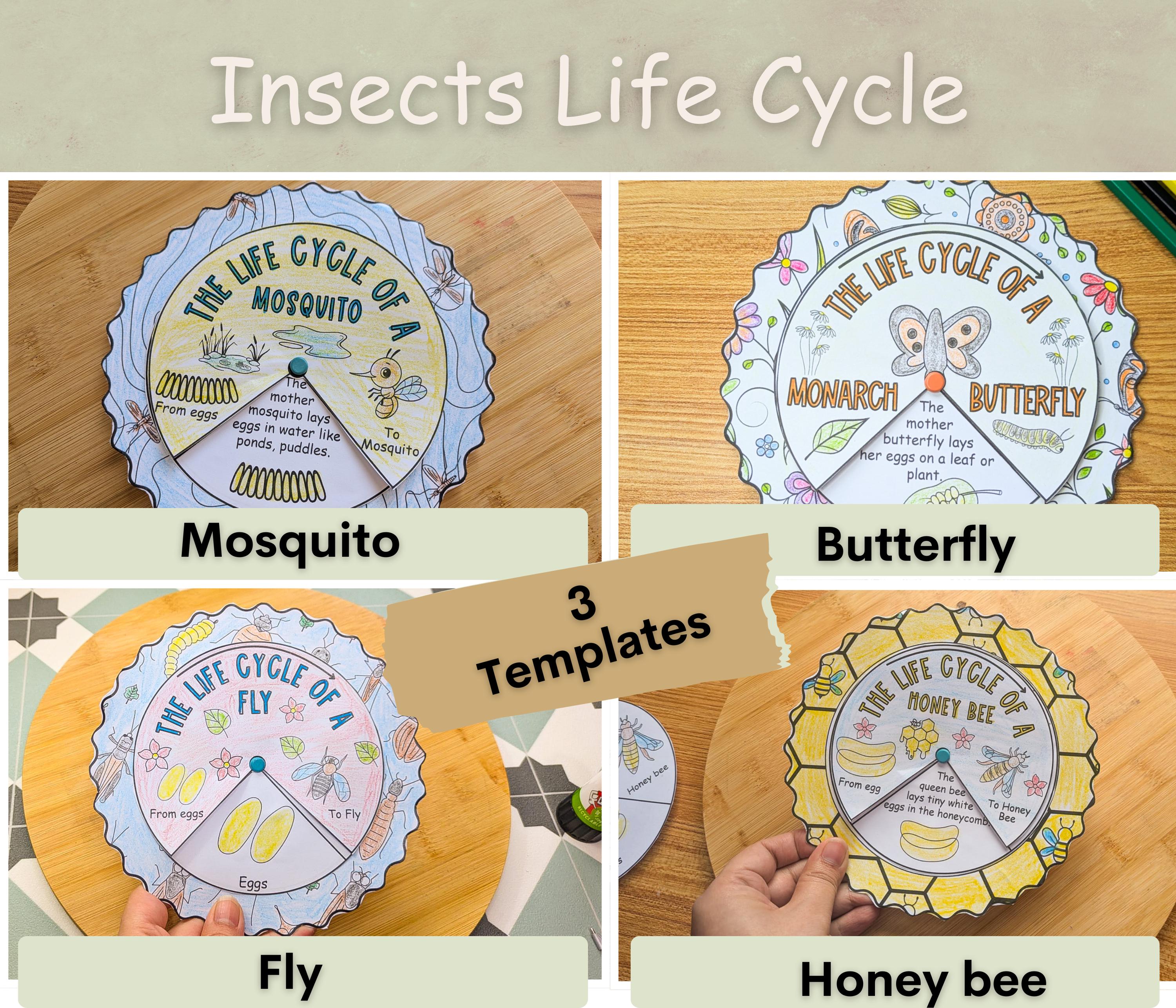 Insects Life Cycle Spinner Wheel, Homeschool Science Unit Activity ...
