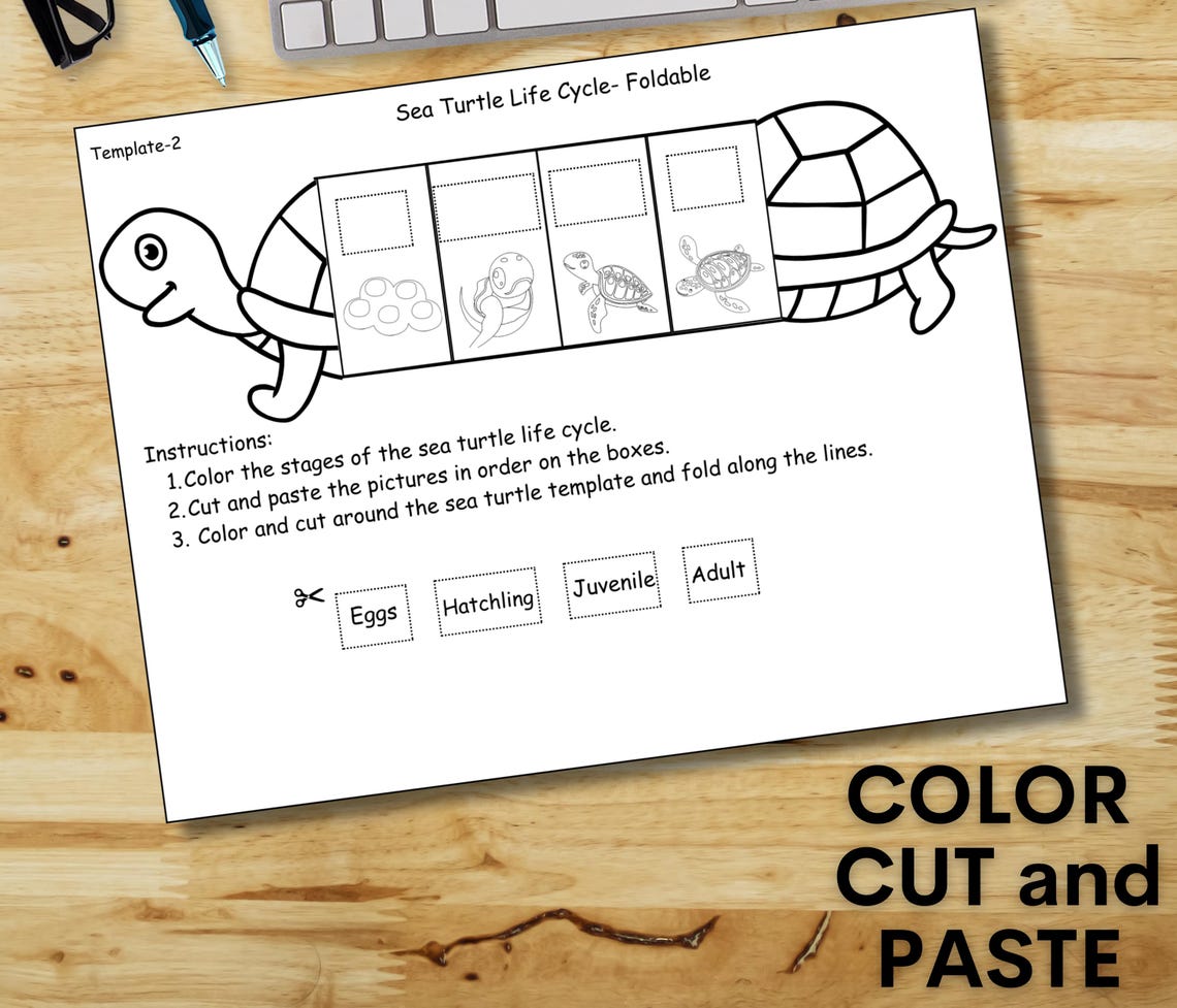 Life Cycle of a Sea Turtle Foldable Activity, Homeschool Science Unit ...