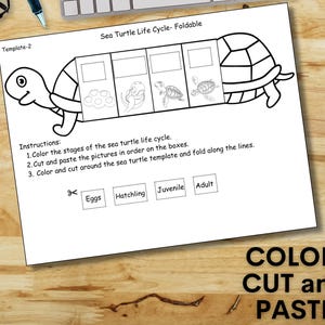 Life Cycle of a Sea Turtle Foldable Activity, Homeschool Science Unit ...