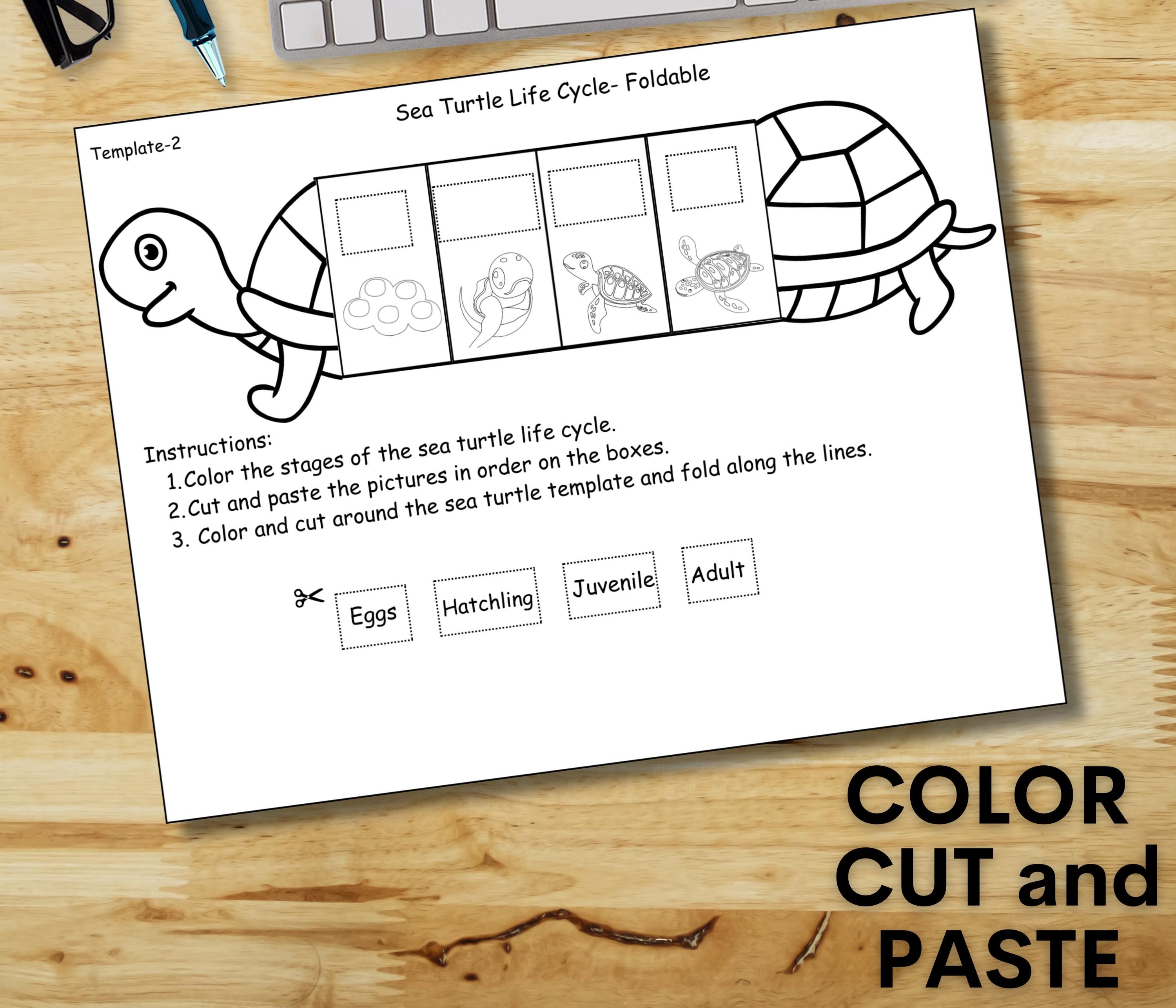 Life Cycle of a Sea Turtle Foldable Activity, Homeschool Science Unit ...