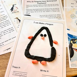 Penguin Unit Study, Life Cycle, Charlotte Mason Inspired Preschool ...