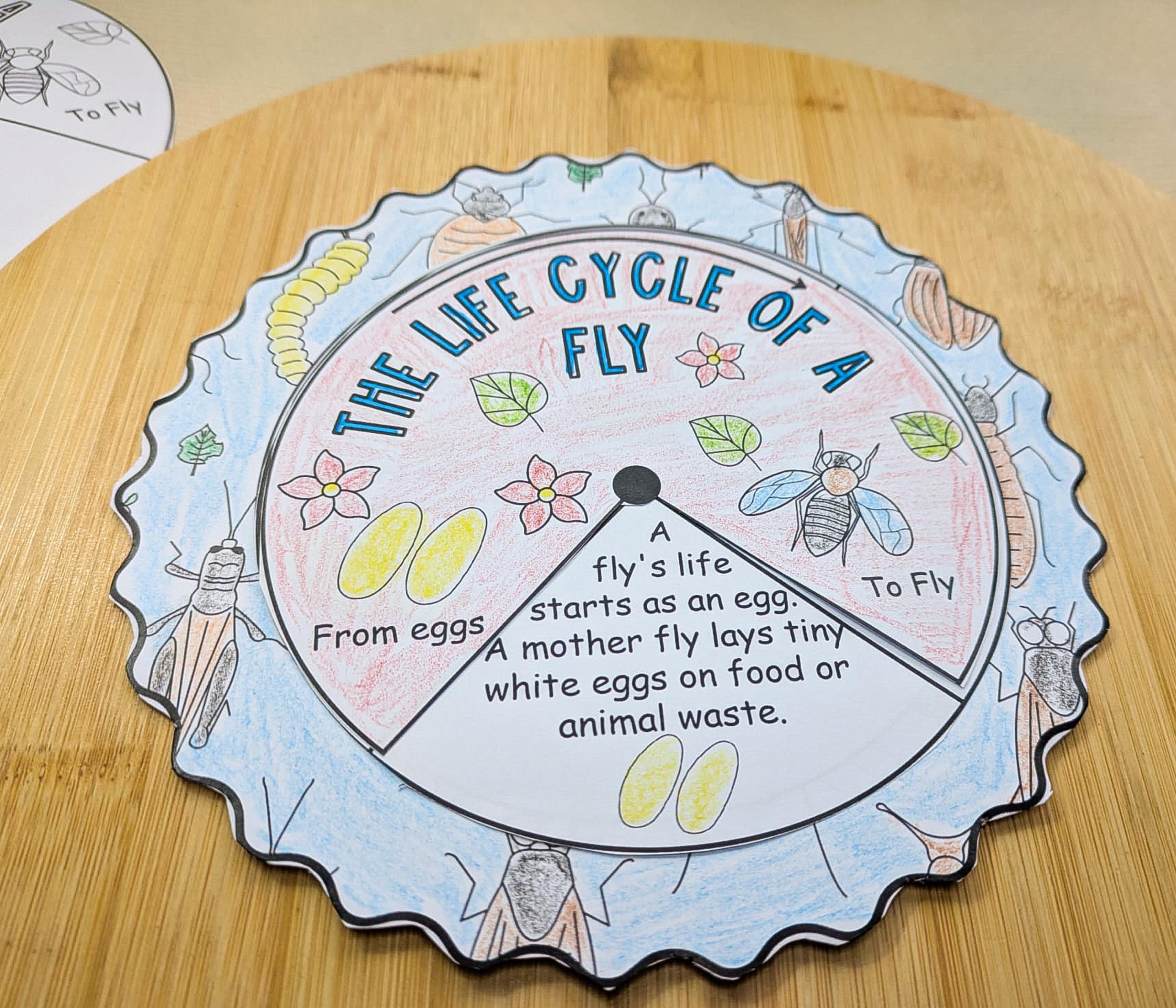 Life Cycle of a Fly Spinner Wheel, Homeschool Science Unit Activity ...
