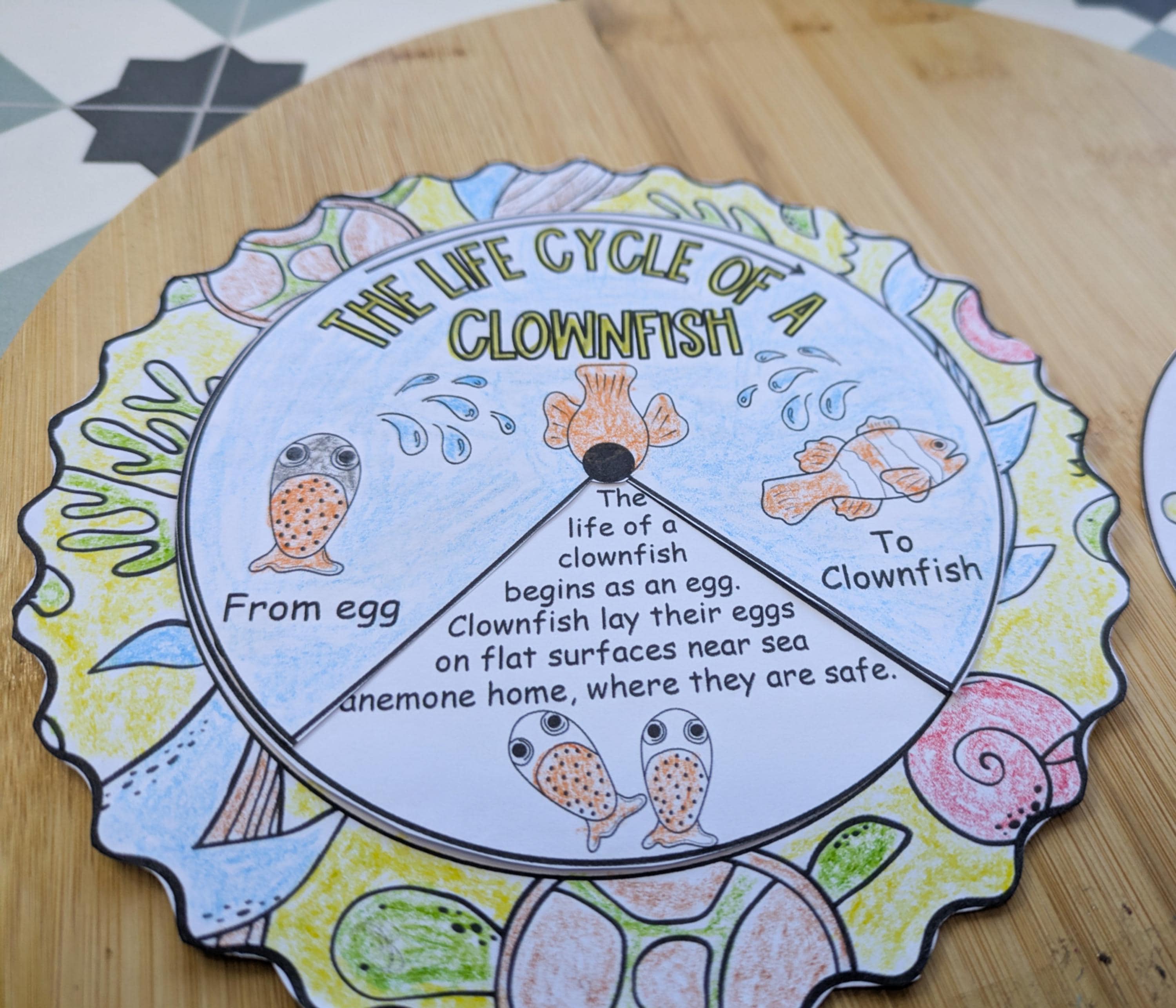 Life Cycle of a Clownfish Spinner Wheel, Sequence Activity for ...