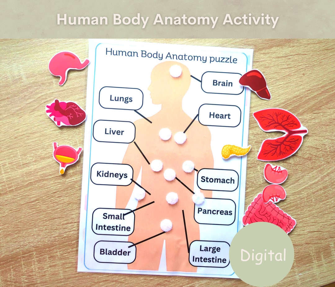 Human Anatomy Busy Book Page for Toddlers, Preschool Learning Toddler ...