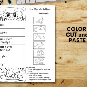 Frog Life Cycle Foldable Activity, Homeschool Science Unit Activity ...
