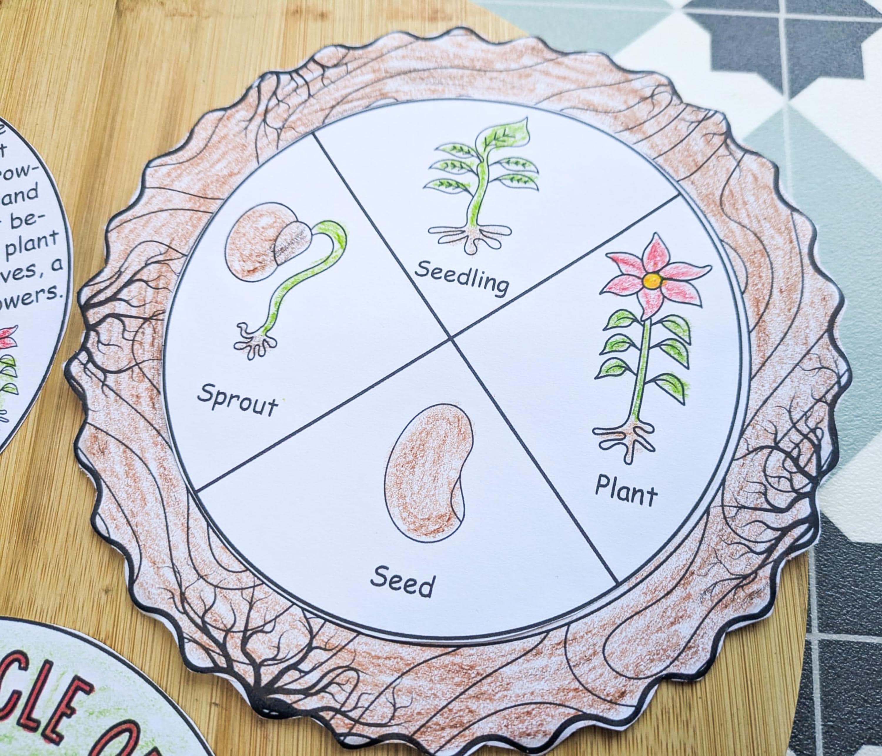 Life Cycle of a Plant, Homeschool Science Unit Activity, Sequencing ...