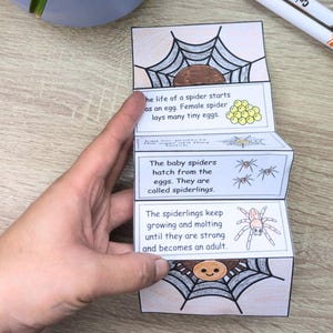 Life Cycle of a Spider Foldable Activity, Homeschool Science Unit ...