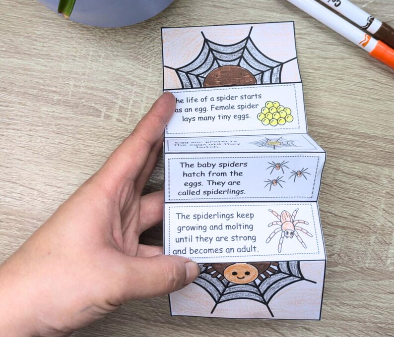 Life Cycle of a Spider Foldable Activity, Homeschool Science Unit ...
