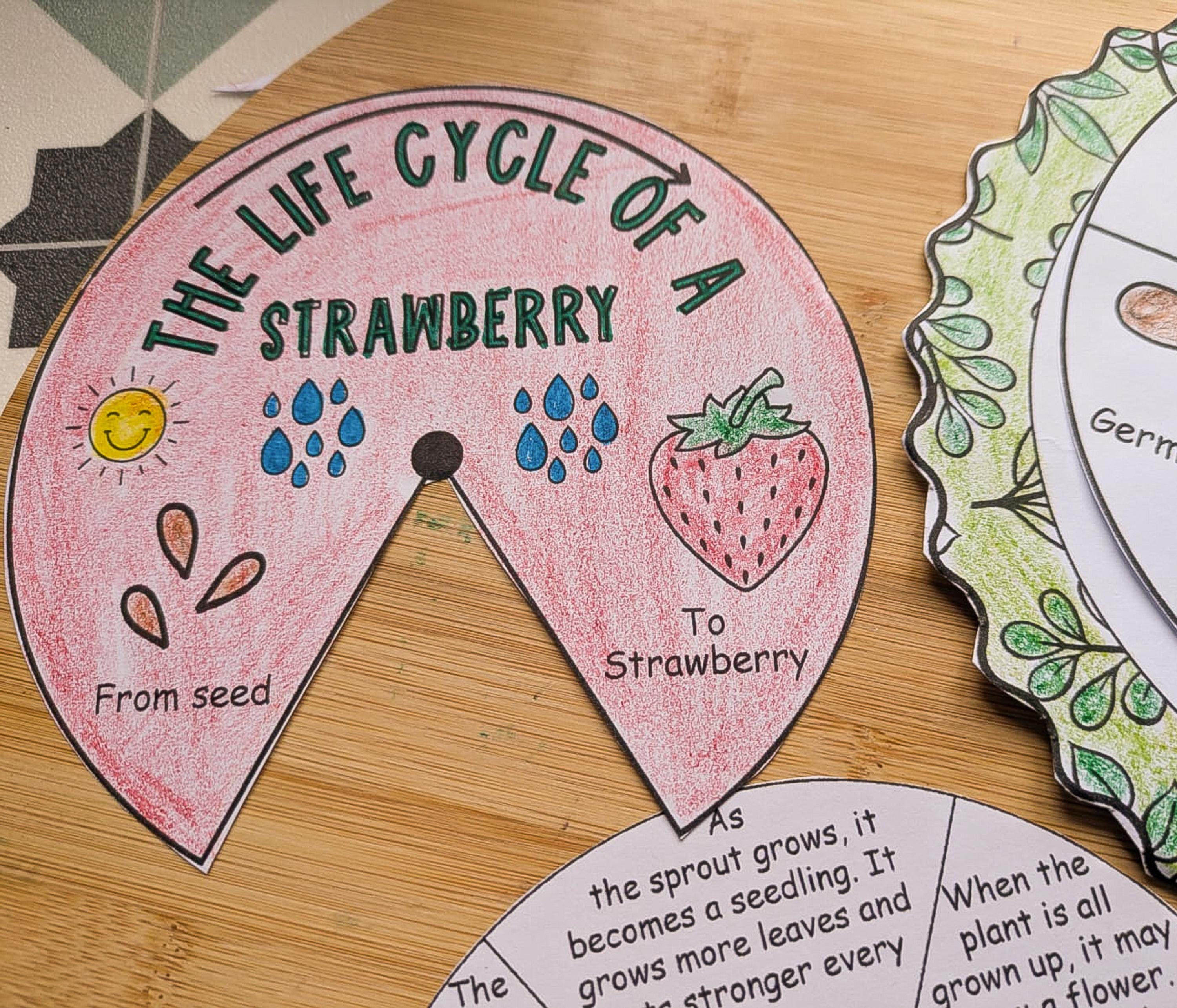 Life Cycle of a Strawberry, Homeschool Science Plant Unit Activity ...