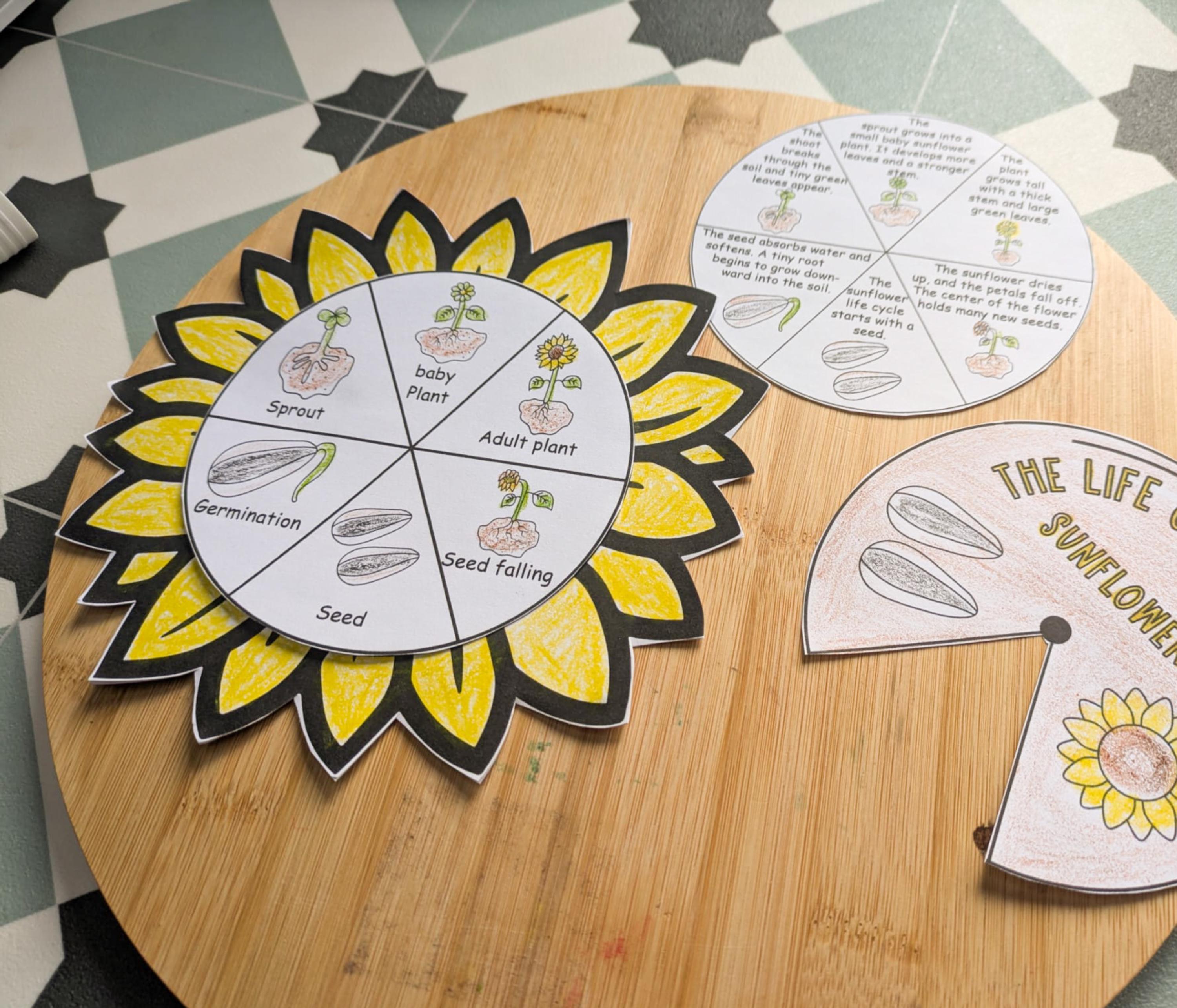 Life Cycle of a Sunflower Plant Spinner Wheel, Sequence Activity for Kindergarten, Homeschool ...