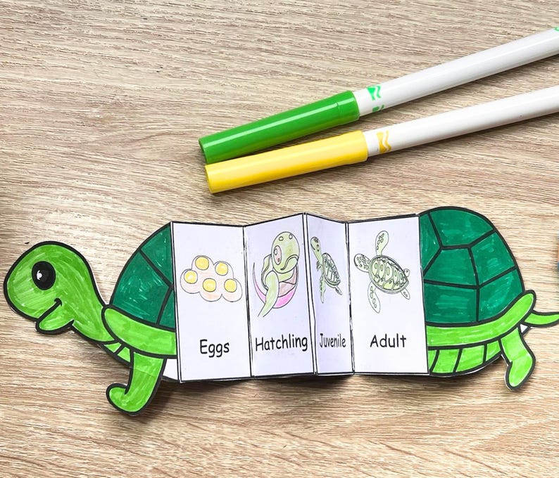 Life Cycle of a Sea Turtle Foldable Activity, Homeschool Science Unit ...