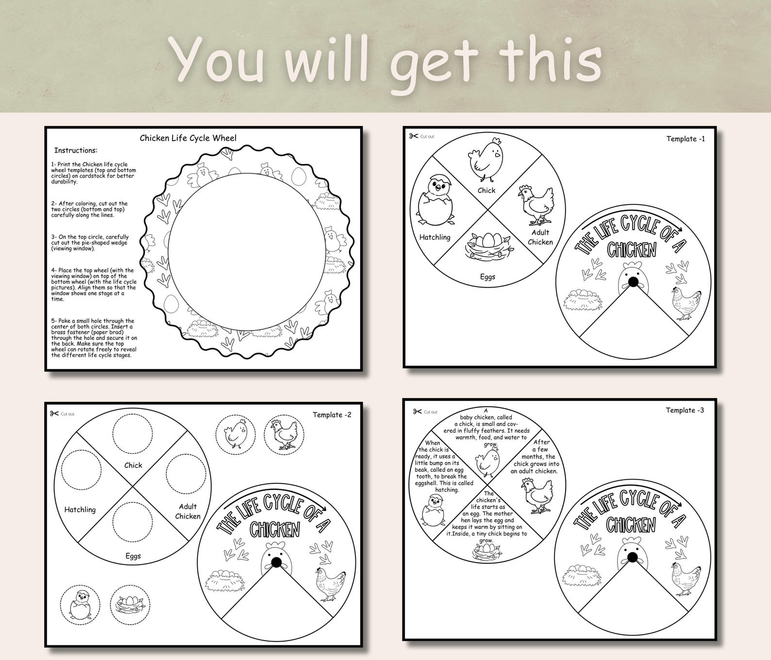 Life Cycle of a Chicken Wheel, Homeschool Science Unit Study ...