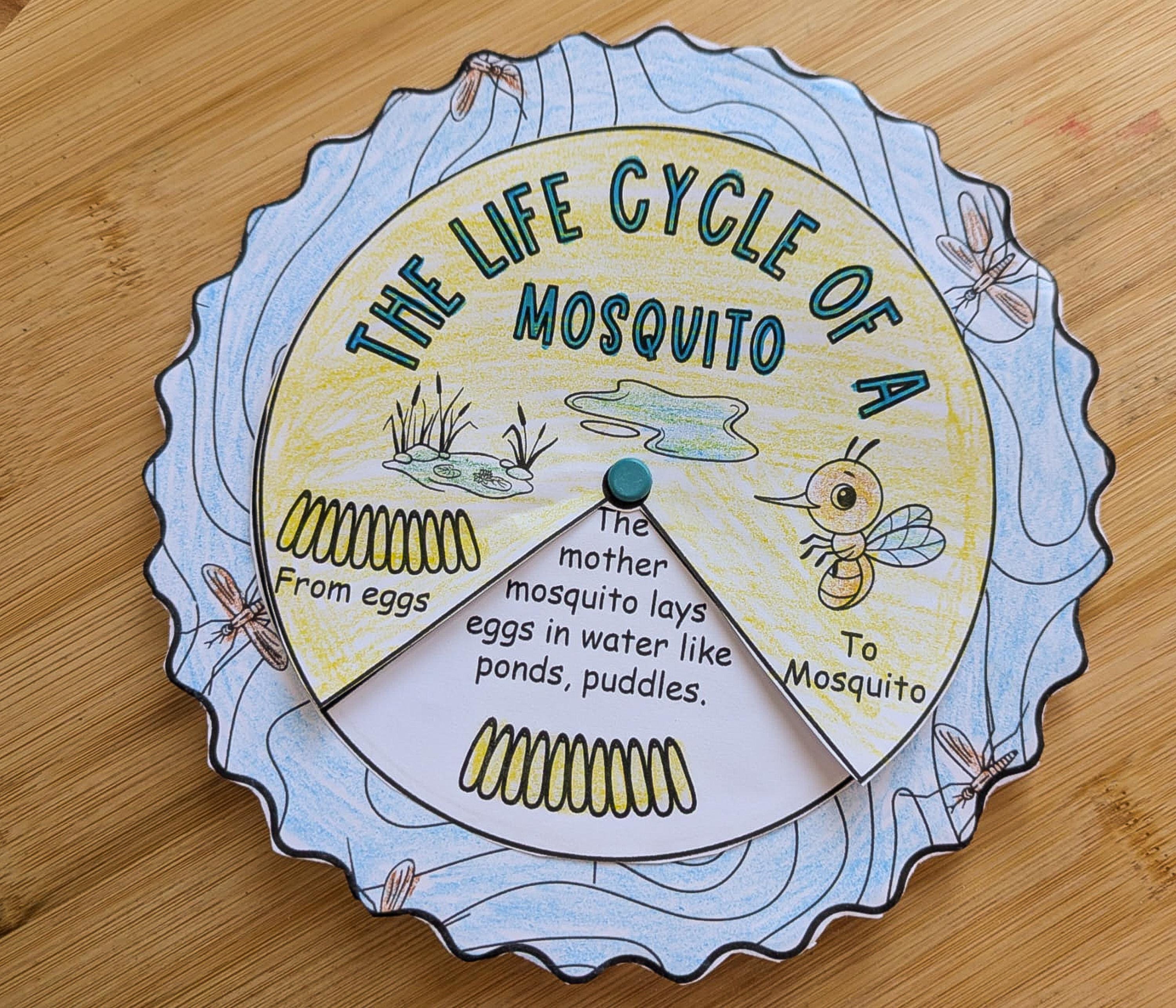 Insects Life Cycle Spinner Wheel, Homeschool Science Unit Activity ...