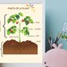 Parts of a Plant Educational Poster for Toddlers, Nature Homeschool ...