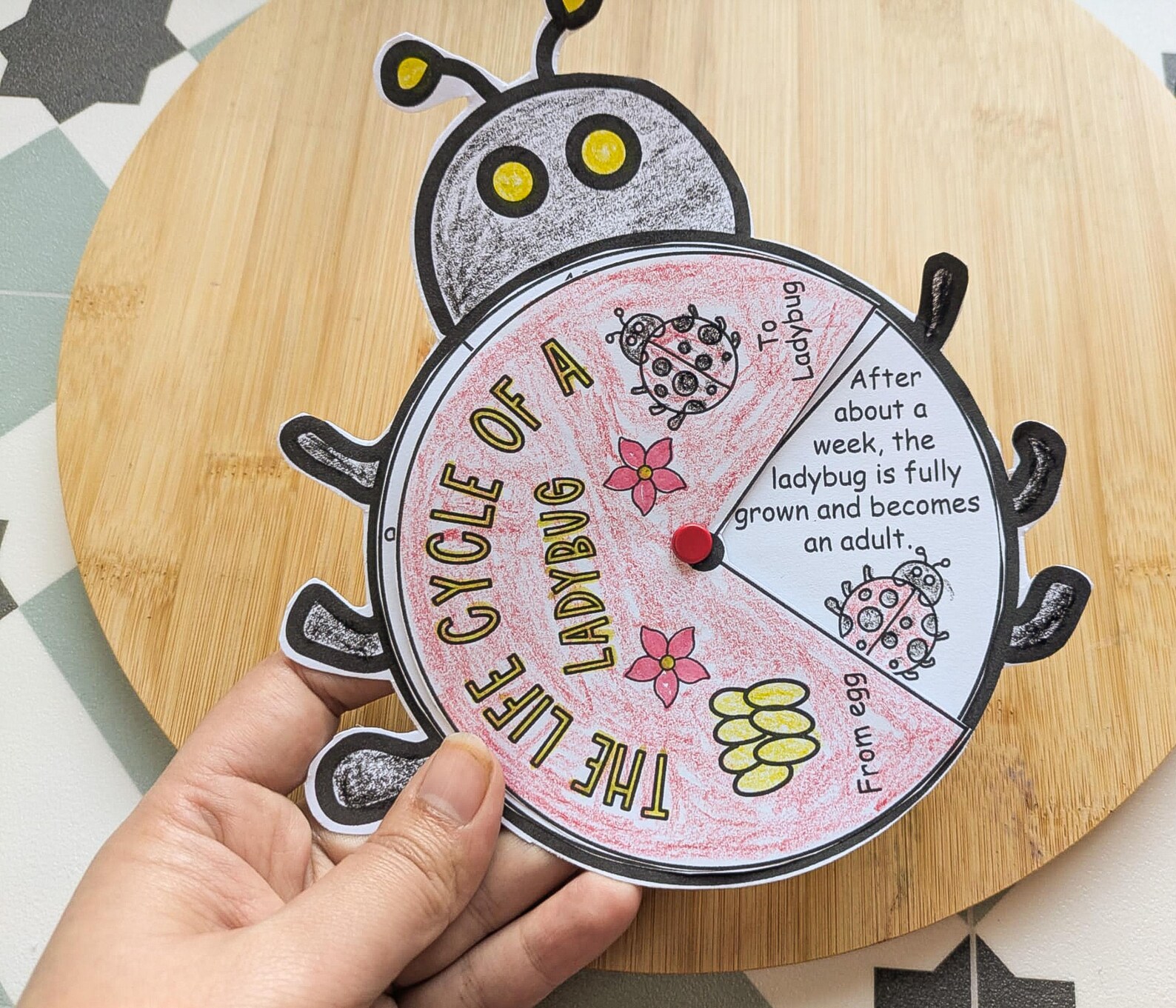 Life Cycle of a Ladybug Ladybird, Homeschool Science Curriculum ...