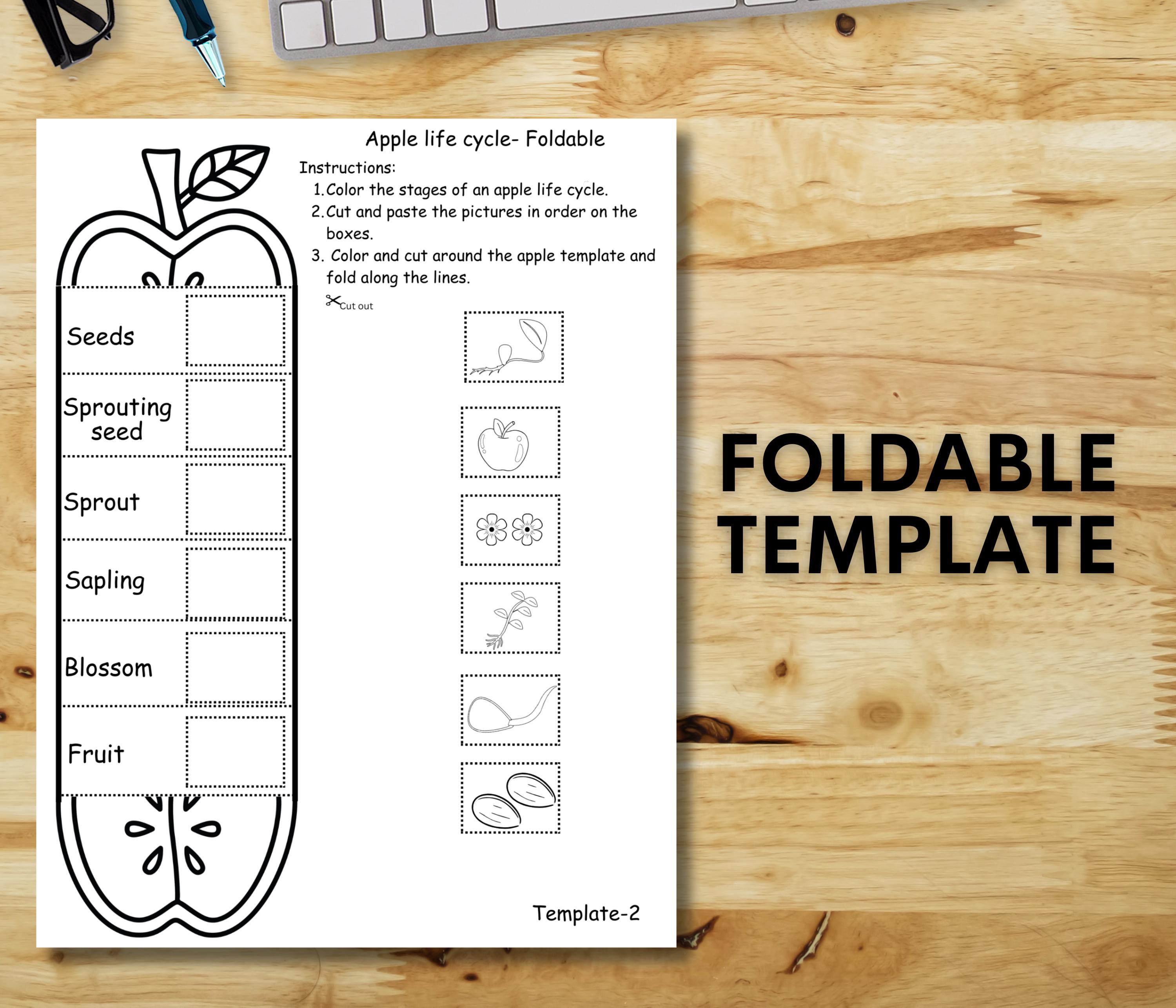 Life Cycle of an Apple Foldable Activity, Homeschool Science Unit ...