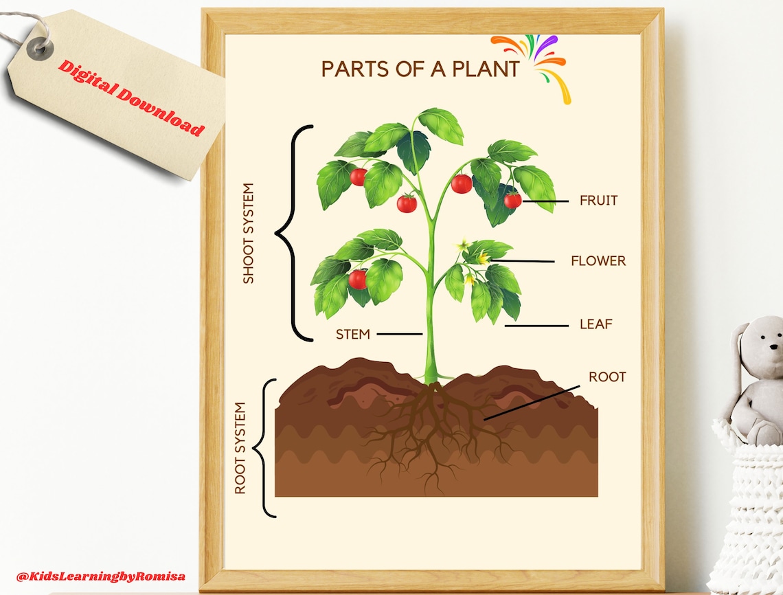 Parts of a Plant Educational Poster for Toddlers, Nature Homeschool ...