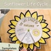 Life Cycle of a Sunflower Plant Spinner Wheel, Sequence Activity for ...