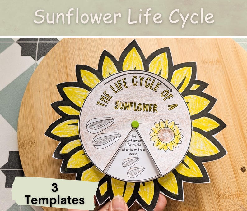 Life Cycle of a Sunflower Plant Spinner Wheel, Sequence Activity for ...
