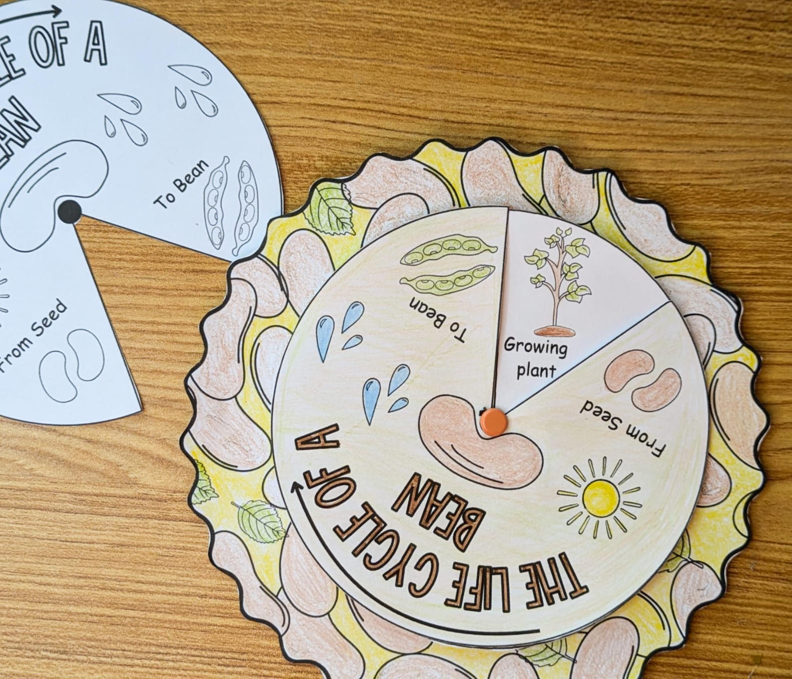 Life Cycle of a Bean Plant Spinner Wheel, Sequence Activity for ...