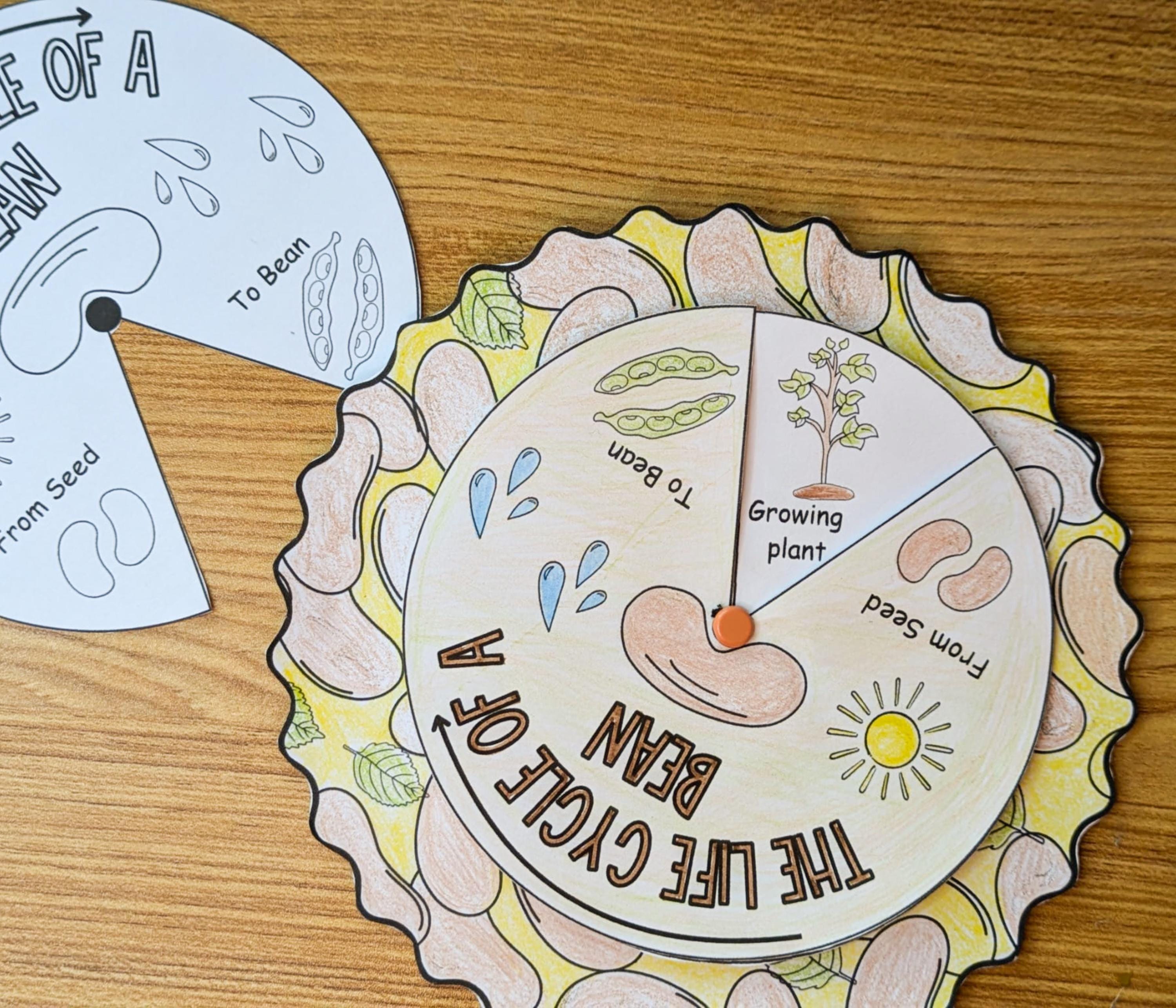 Life Cycle of a Bean Plant Spinner Wheel, Sequence Activity for ...