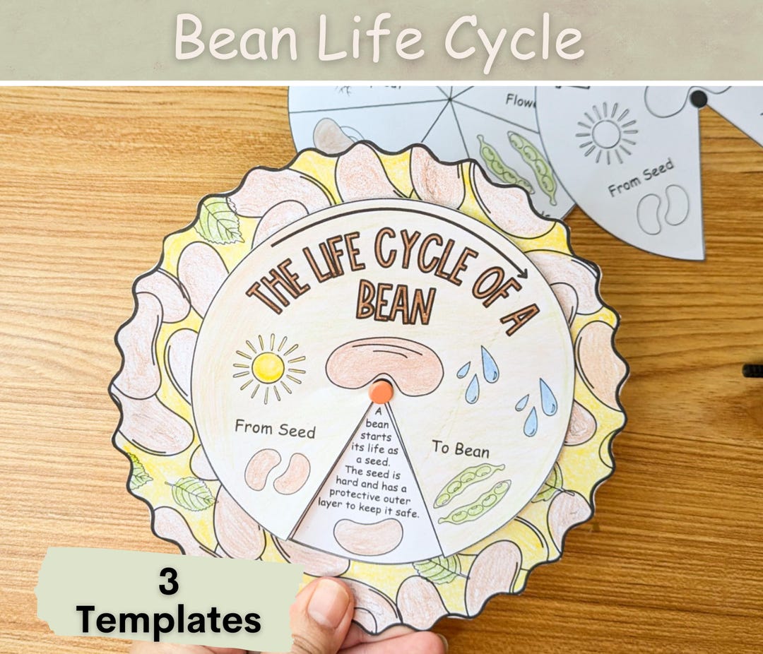 Life Cycle of a Bean Plant Spinner Wheel, Sequence Activity for ...