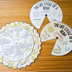 Life Cycle of a Bean Plant Spinner Wheel, Sequence Activity for ...