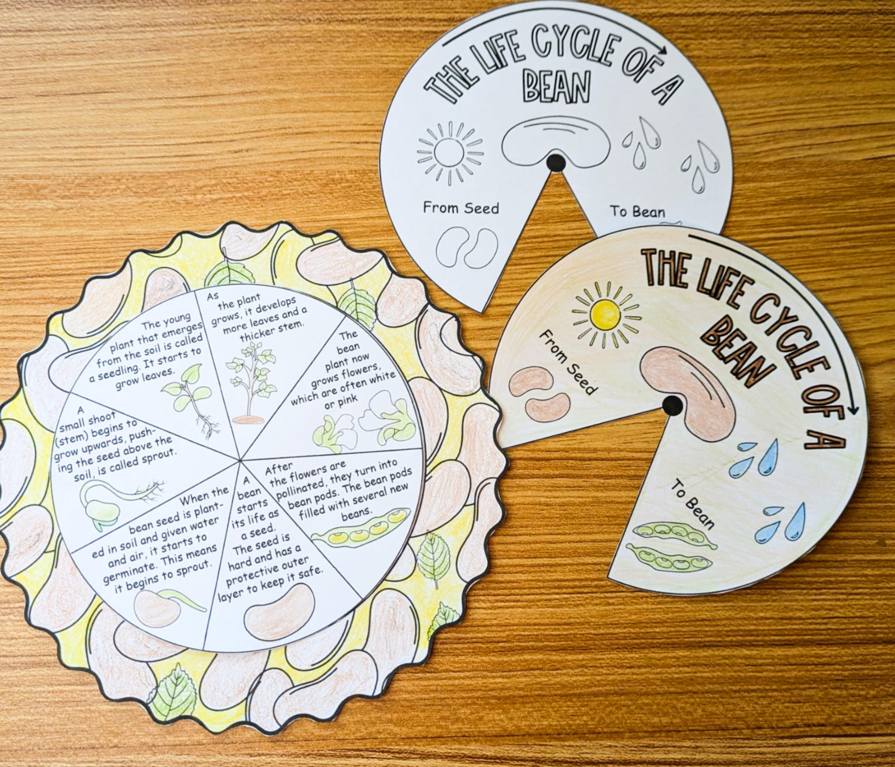 Life Cycle of a Bean Plant Spinner Wheel, Sequence Activity for ...