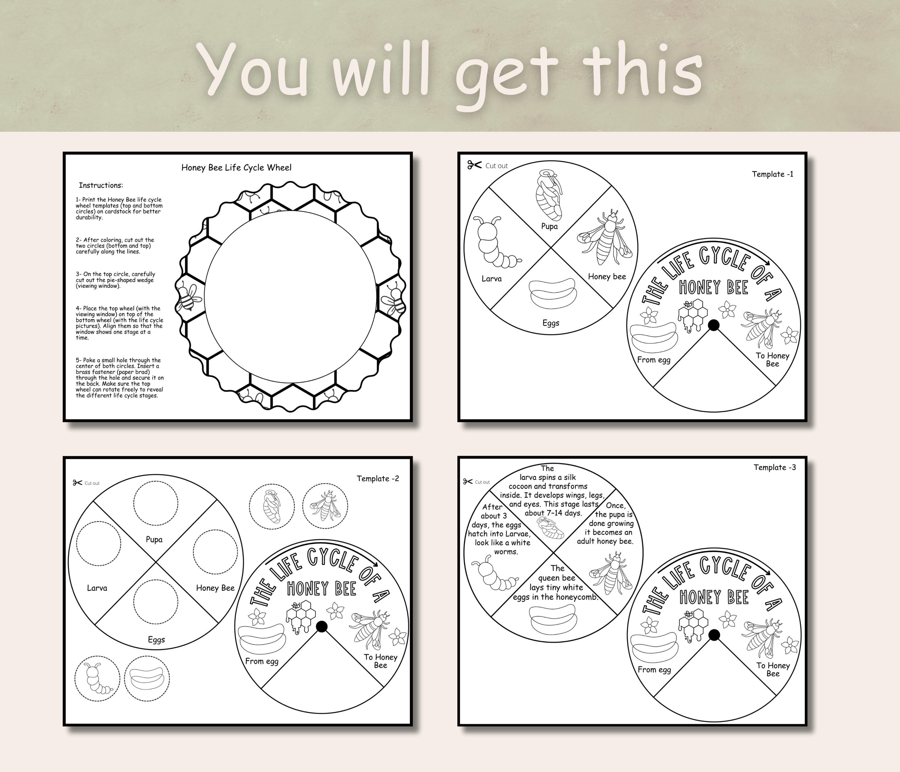 Life Cycle of a Honey Bee Wheel, Homeschool Science Unit Study ...