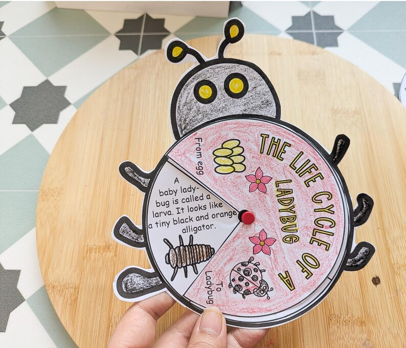 Life Cycle of a Ladybug Ladybird, Homeschool Science Curriculum ...