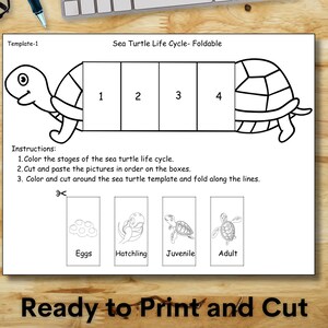 Life Cycle of a Sea Turtle Foldable Activity, Homeschool Science Unit ...