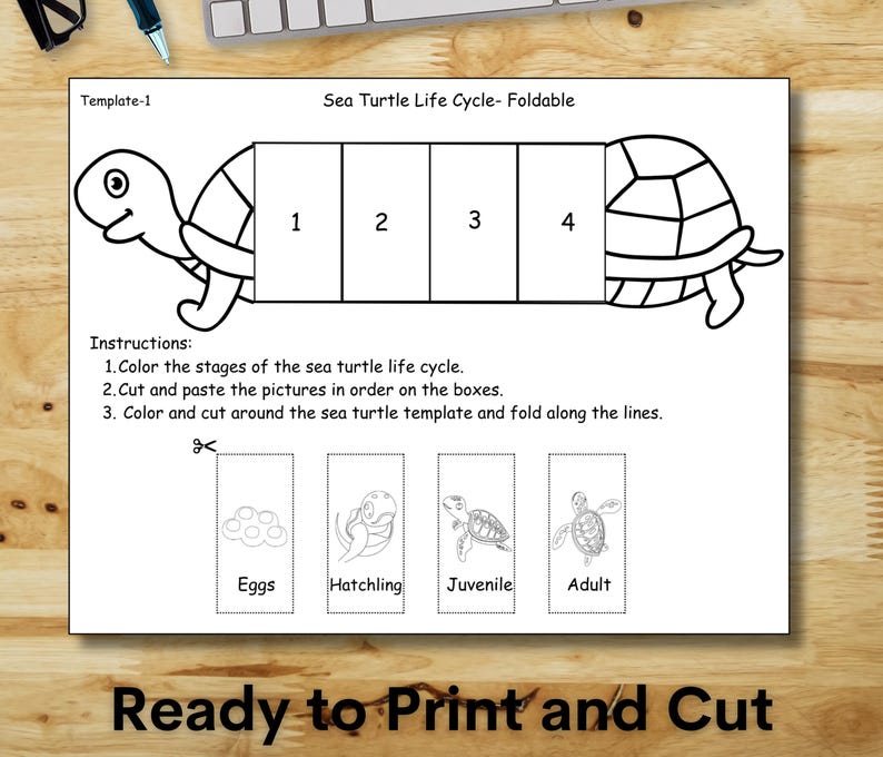 Life Cycle of a Sea Turtle Foldable Activity, Homeschool Science Unit ...