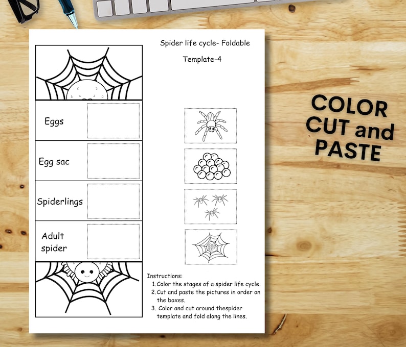 Life Cycle of a Spider Foldable Activity, Homeschool Science Unit ...