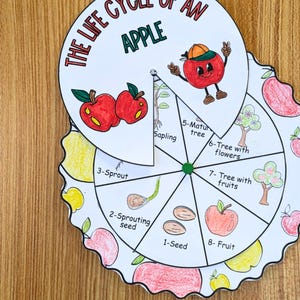 Life Cycle of an Apple Spinner Wheel Kids, Homeschool Science Unit ...