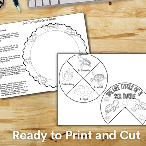 Life Cycle of a Sea Turtle Wheel, Homeschool Science Unit Activity ...