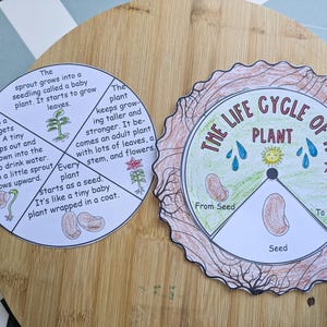 Life Cycle of a Plant, Homeschool Science Unit Activity, Sequencing ...