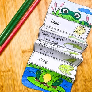 Frog Life Cycle Foldable Activity, Homeschool Science Unit Activity ...
