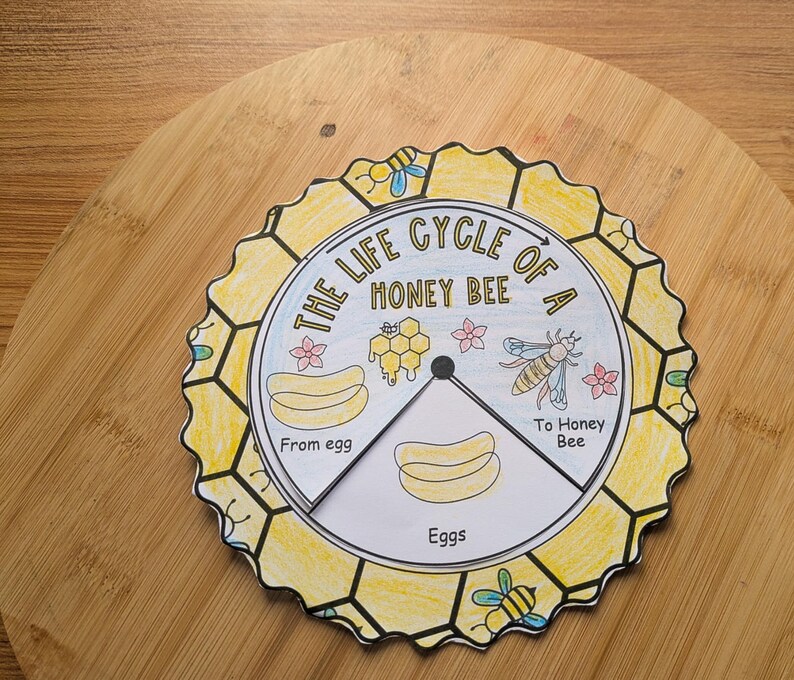 Insects Life Cycle Spinner Wheel, Homeschool Science Unit Activity ...