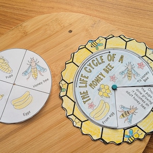 Life Cycle of a Honey Bee Wheel, Homeschool Science Unit Study ...