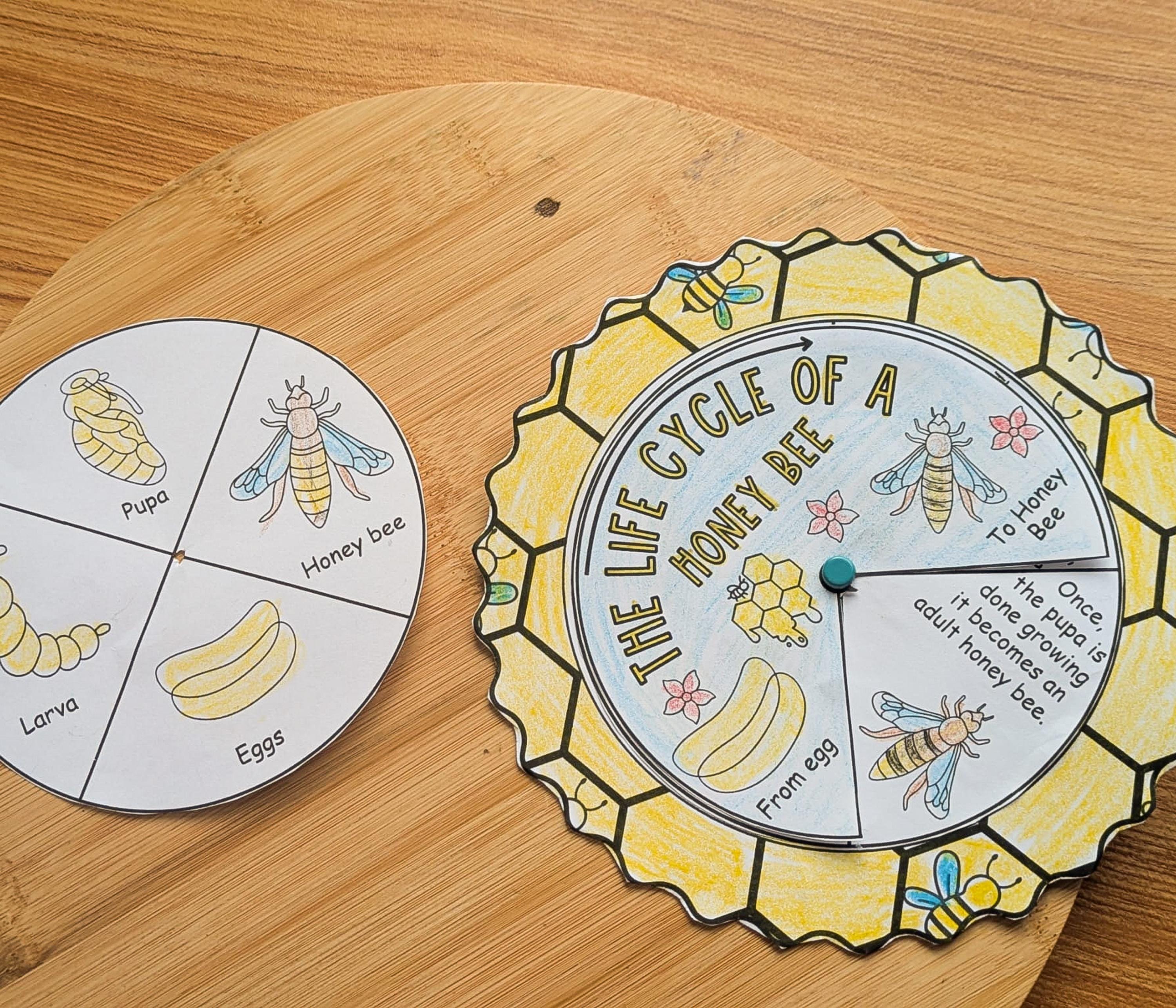 Life Cycle of a Honey Bee Wheel, Homeschool Science Unit Study ...