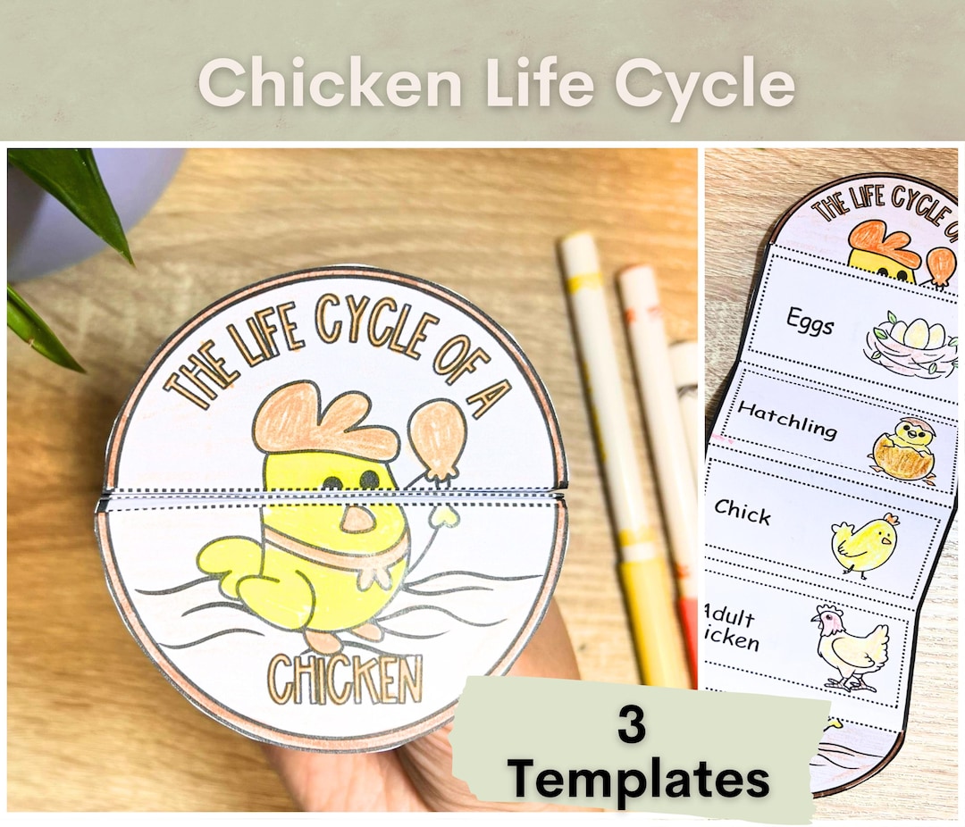 Life Cycle of a Chicken Foldable Activity, Homeschool Science Resources ...